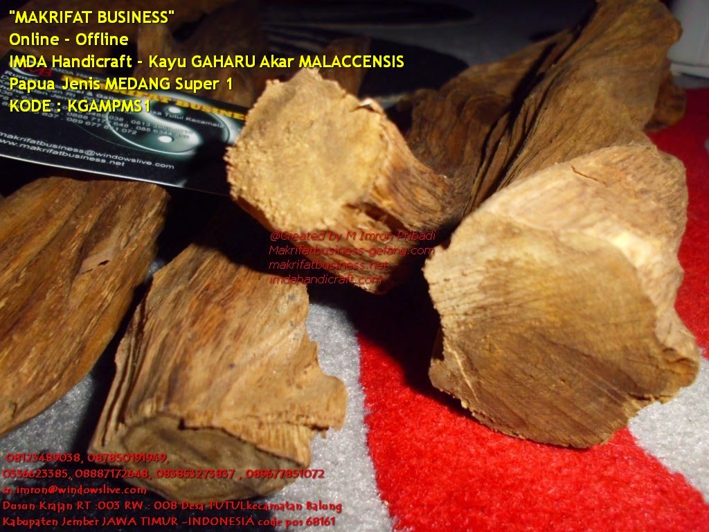 Kayu GAHARU Akar MALACCENSIS Papua Jenis MEDANG Super 1 by: IMDA ...